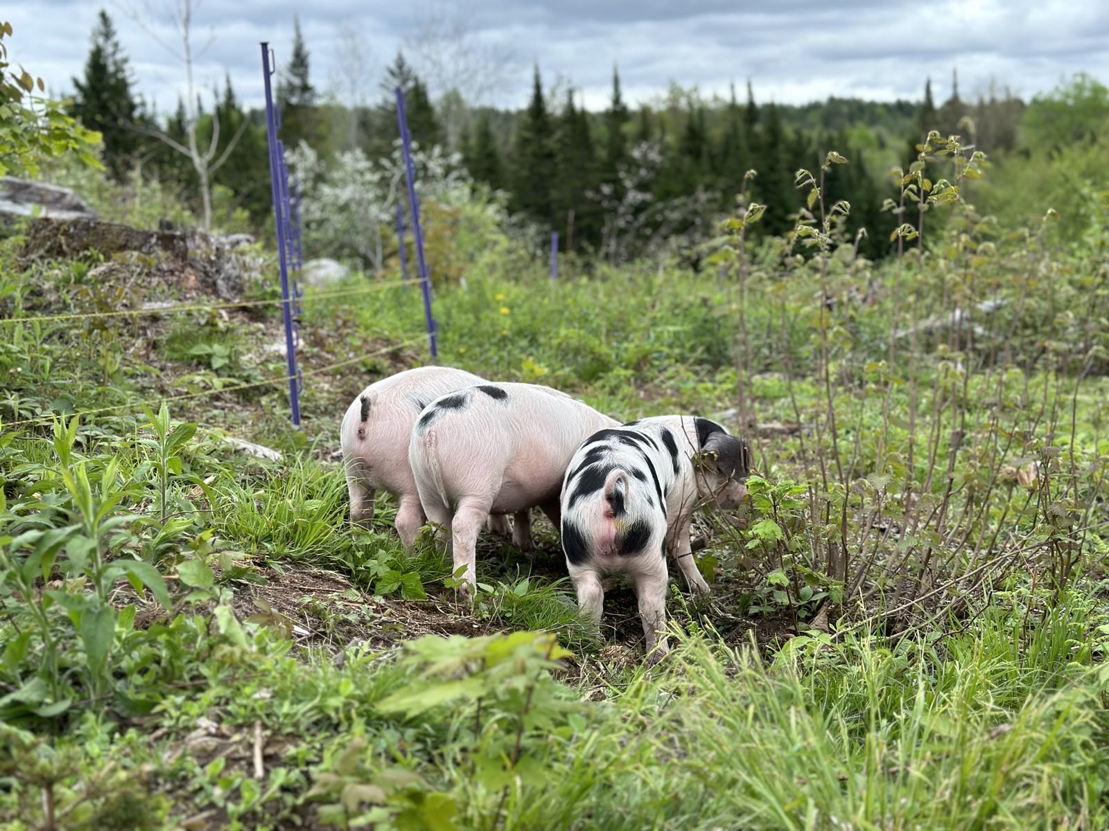 Gloucestershire Old Spot Pigs - Texas Farms Vermont